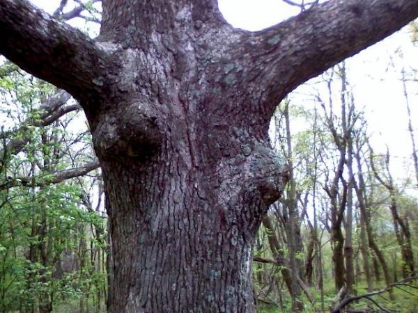 Weird or Interesting??: Obscene Trees!!Weird or Interesting
