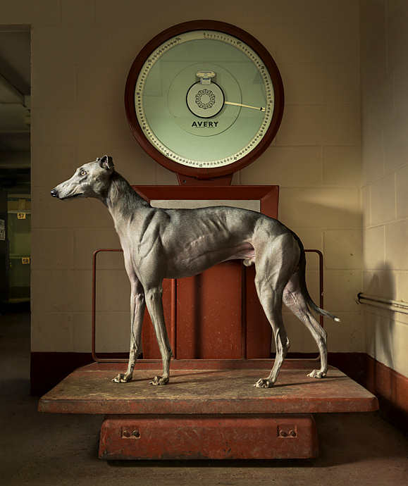 Absolutely Amazing Dog Photos from Tim Flach