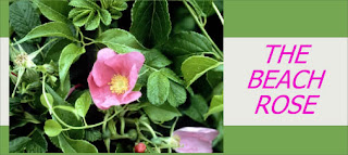 Skillin's Garden Log: The Beach Rose