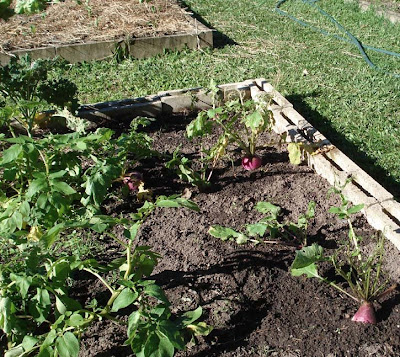 Growing vegetables - raised beds and crop rotation | down to earth