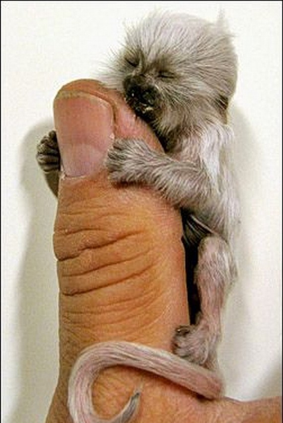 AMAZING FABULOUS & AMAZING FINGER SIZED CREATURES | ANIMALS NO LARGER ...