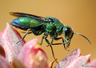 Beautiful Photos of Amazingly Colourful Insects - Awesome Digital Macro ...