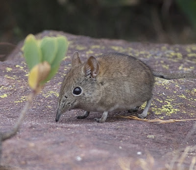 SIDECAR: Il macroscelide - The Short-Snouted Elephant Shrew