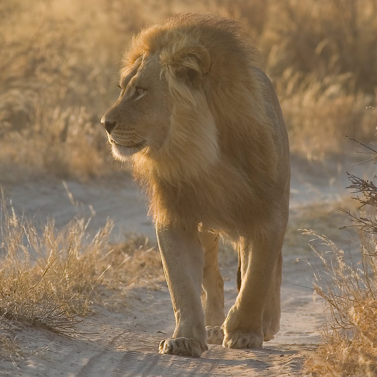 SIDECAR: Leoni - Lions