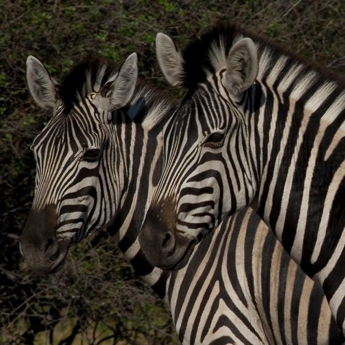 SIDECAR: Zebre - Zebras