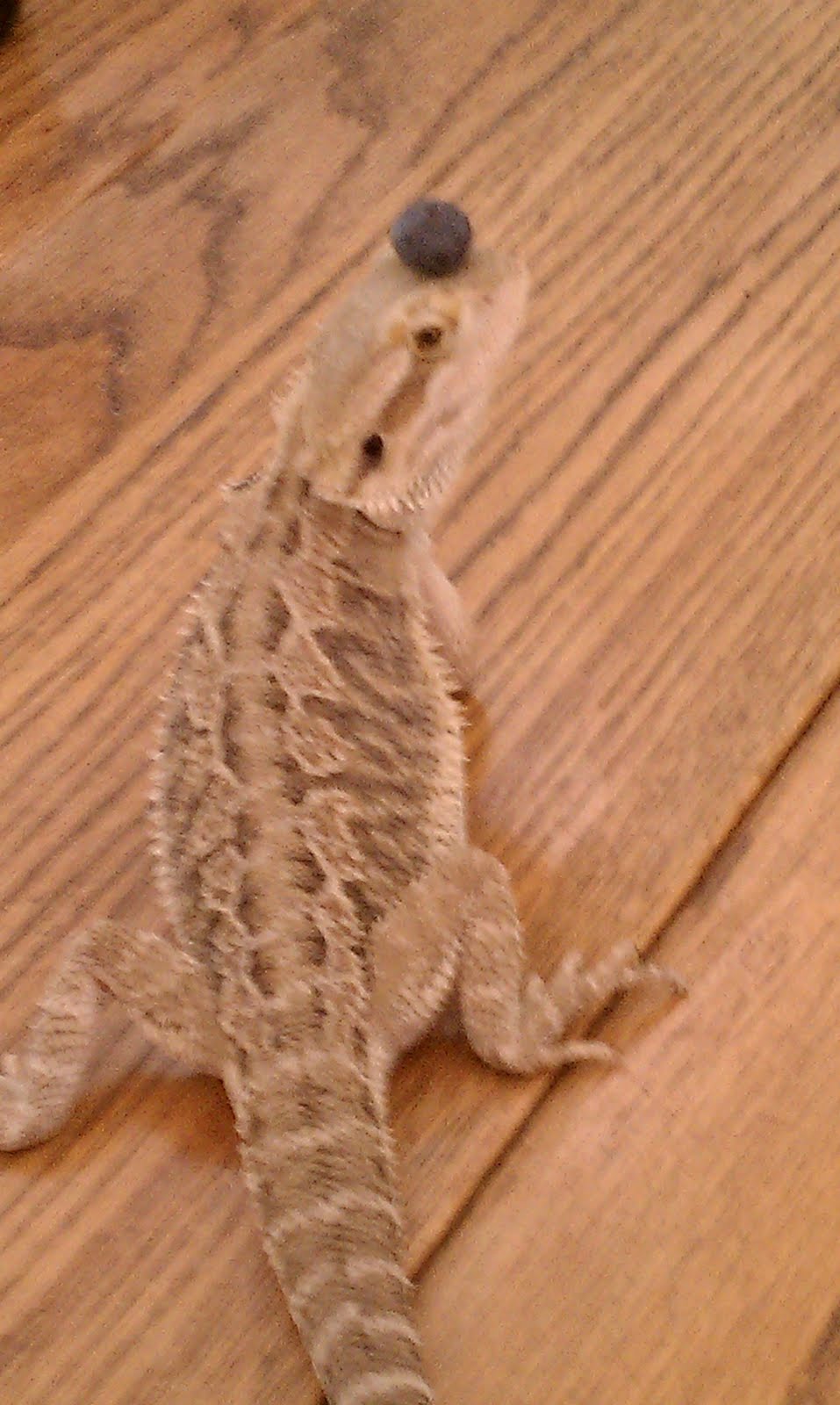 The Wrinkled Page: How to Hygenically Clean Lizard Poo Off Your Table ...