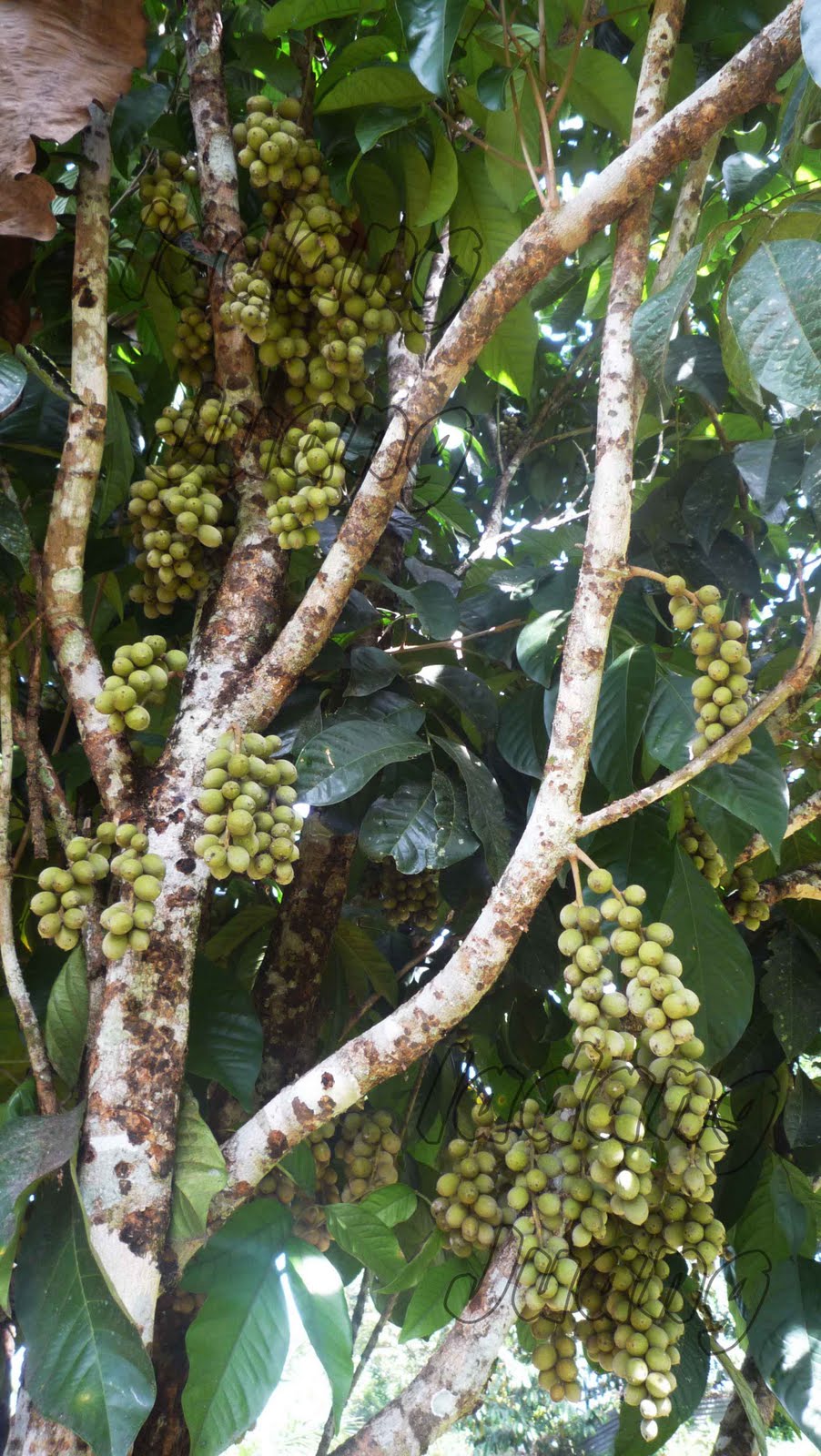 Ladang Juang: Langsat " Lansium domesticum"