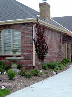 KAT's Hidden Gems: Columnar Beech: Dawyck Purple and Dawyck Gold