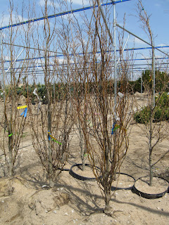 KAT's Hidden Gems: Columnar Beech: Dawyck Purple and Dawyck Gold