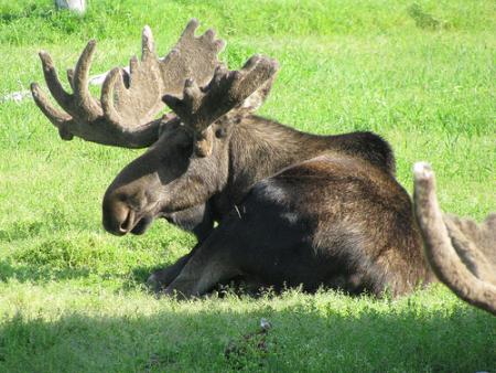 " El Mundo De Los Animales ": Los alces!