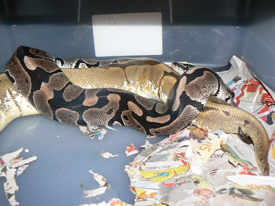 Heather's Herps: Dirty dirty snakes... (Warning. DIRTY!)