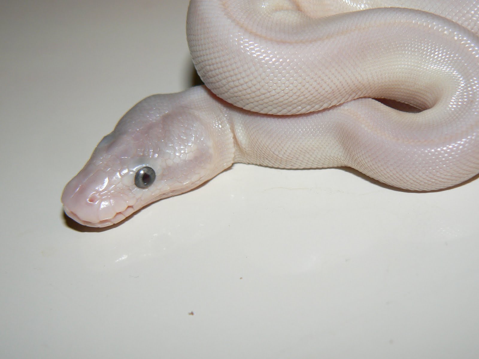 Heather's Herps: White Snake