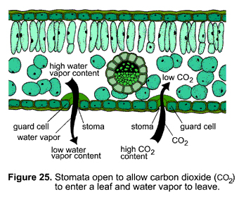 Stomata ~ BELAJAR BERSAMA PAGURUS SP