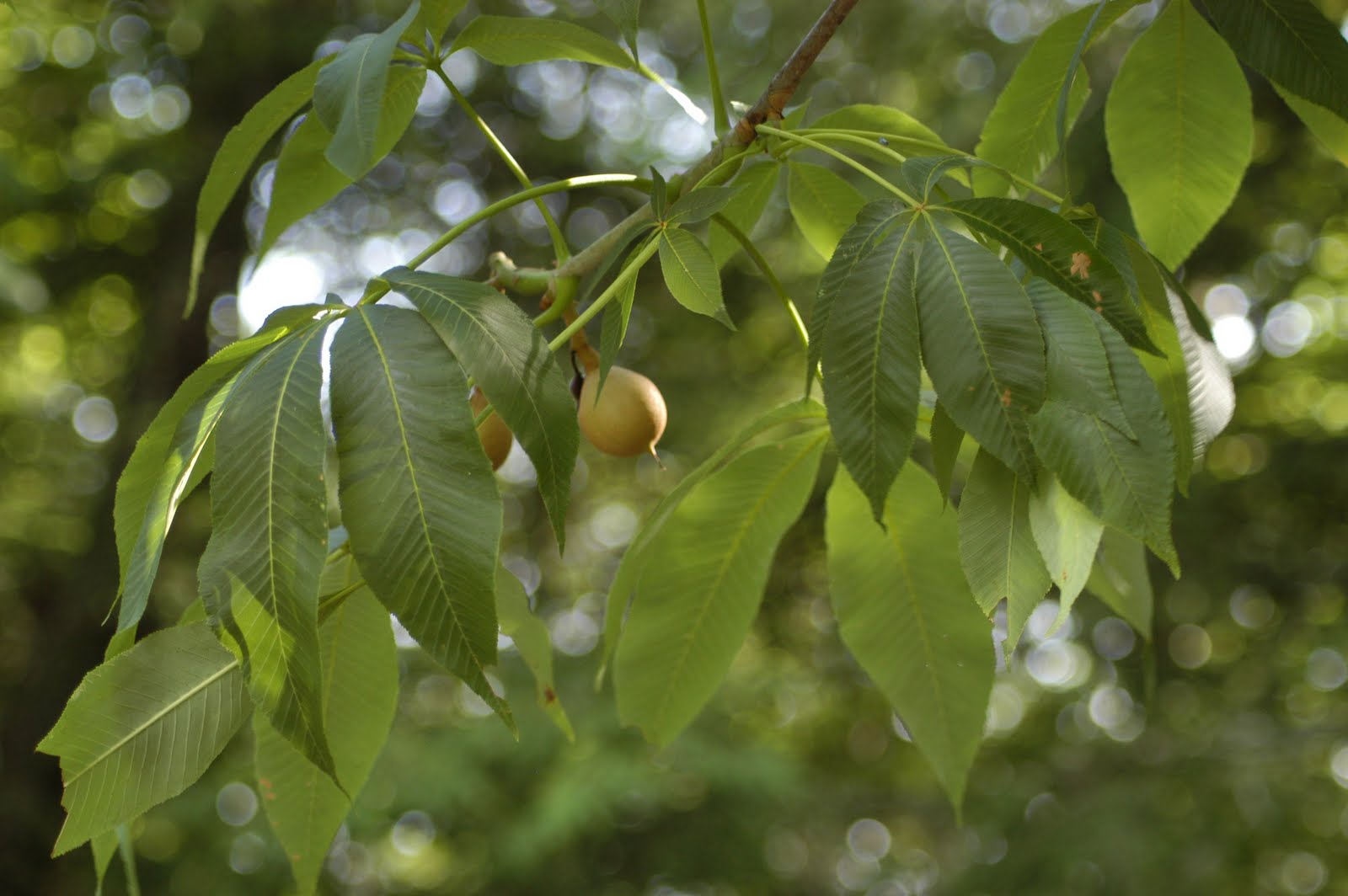 A Year With the Trees: Yellow Buckeye -Aesculus flava