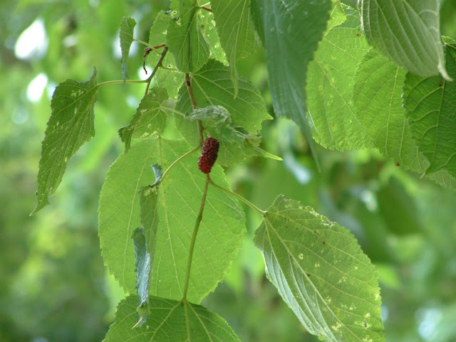 A Year With the Trees: Red Mulberry - Morus rubra