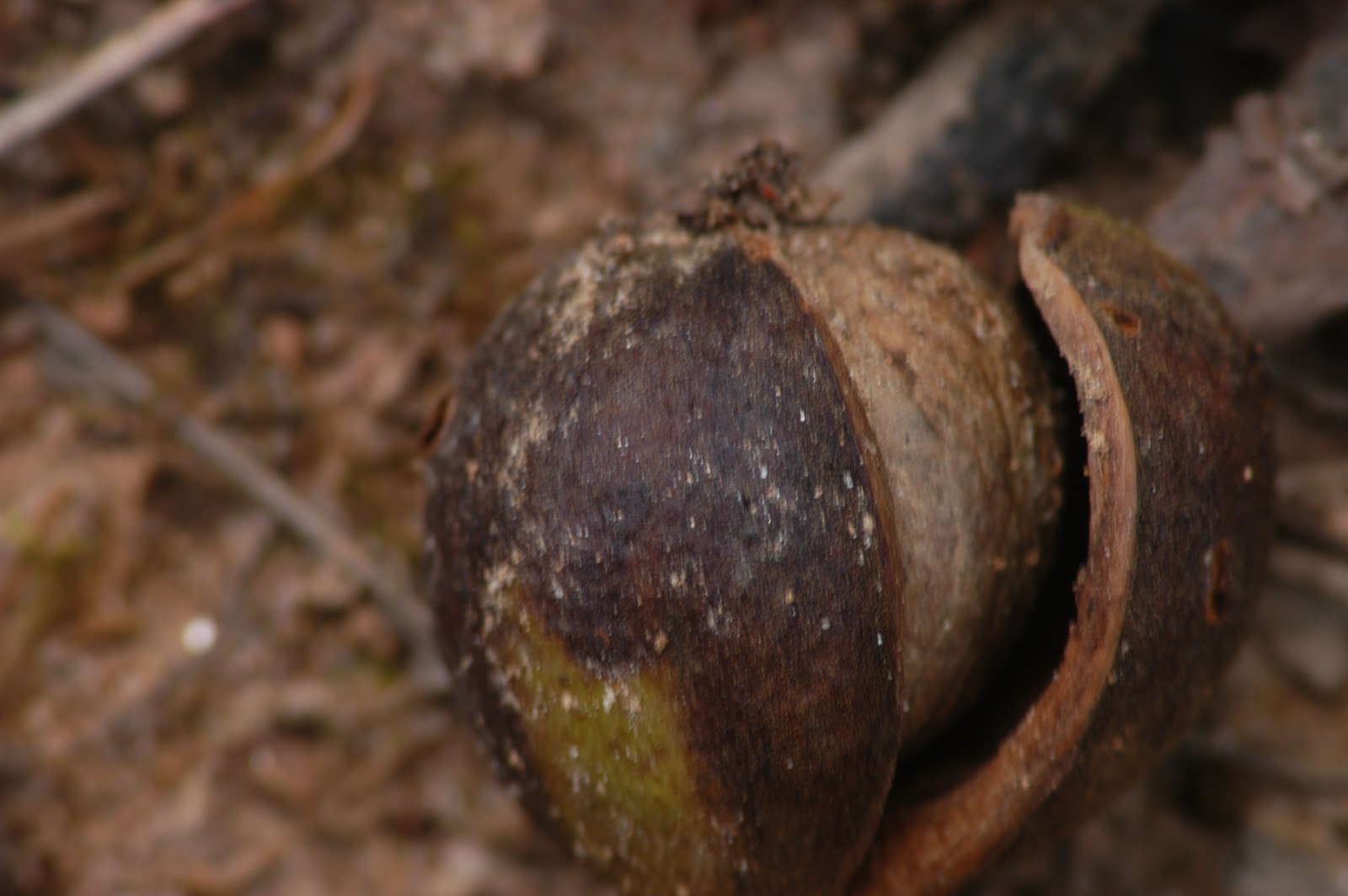A Year With the Trees: Pignut Hickory - Carya glabra