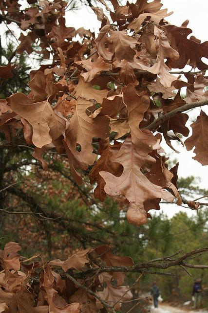 A Year With the Trees: Post Oak - Quercus stellata