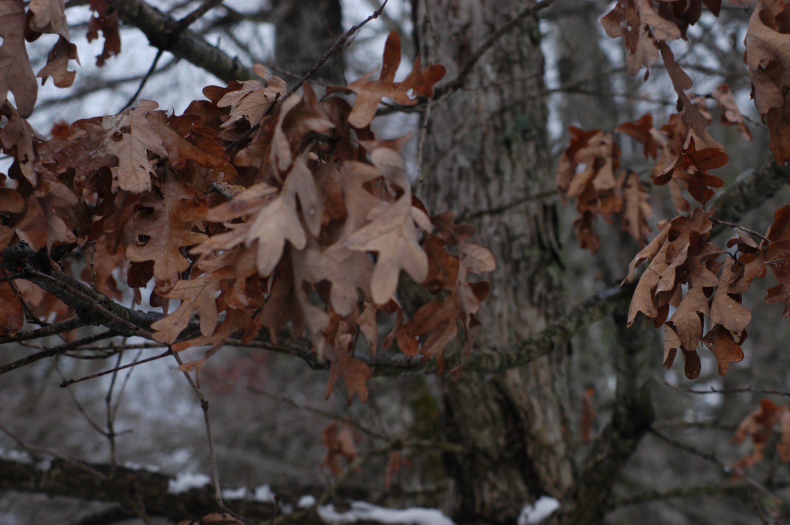 A Year With the Trees: White Oak - Quercus alba