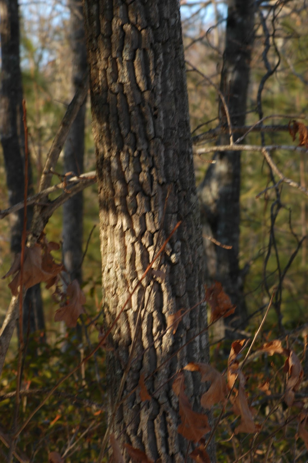 A Year With the Trees: Sourwood - Oxydendrun arboreum