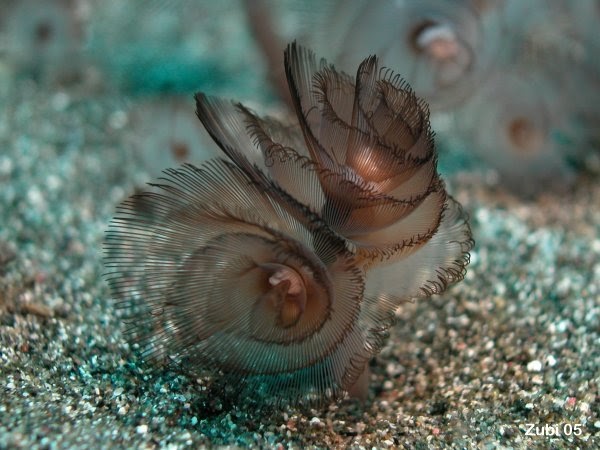 Reino Animalia: Filo Phoronida