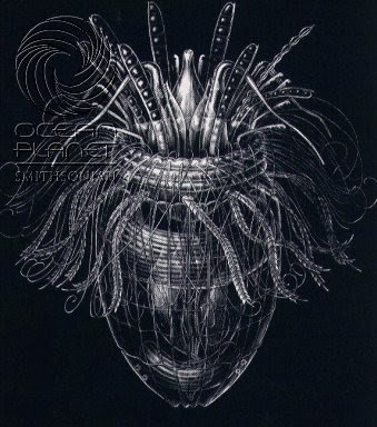 Reino Animalia: Filo Loricifera