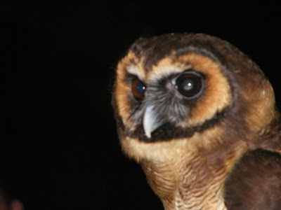 Aloha Windmill Farms: Ladies Wildlife Retreat