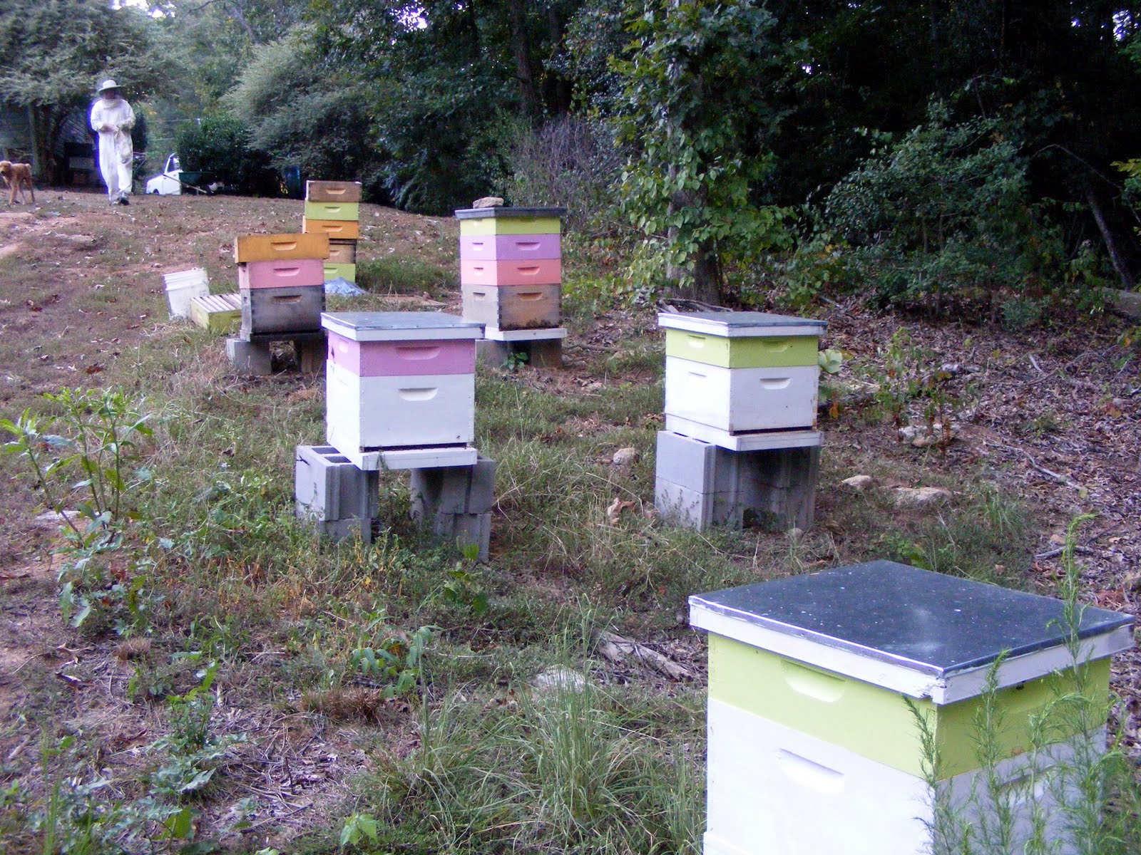 Aloha Windmill Farms: A Buzzzzzzzzzzzzzzzzzy Lab