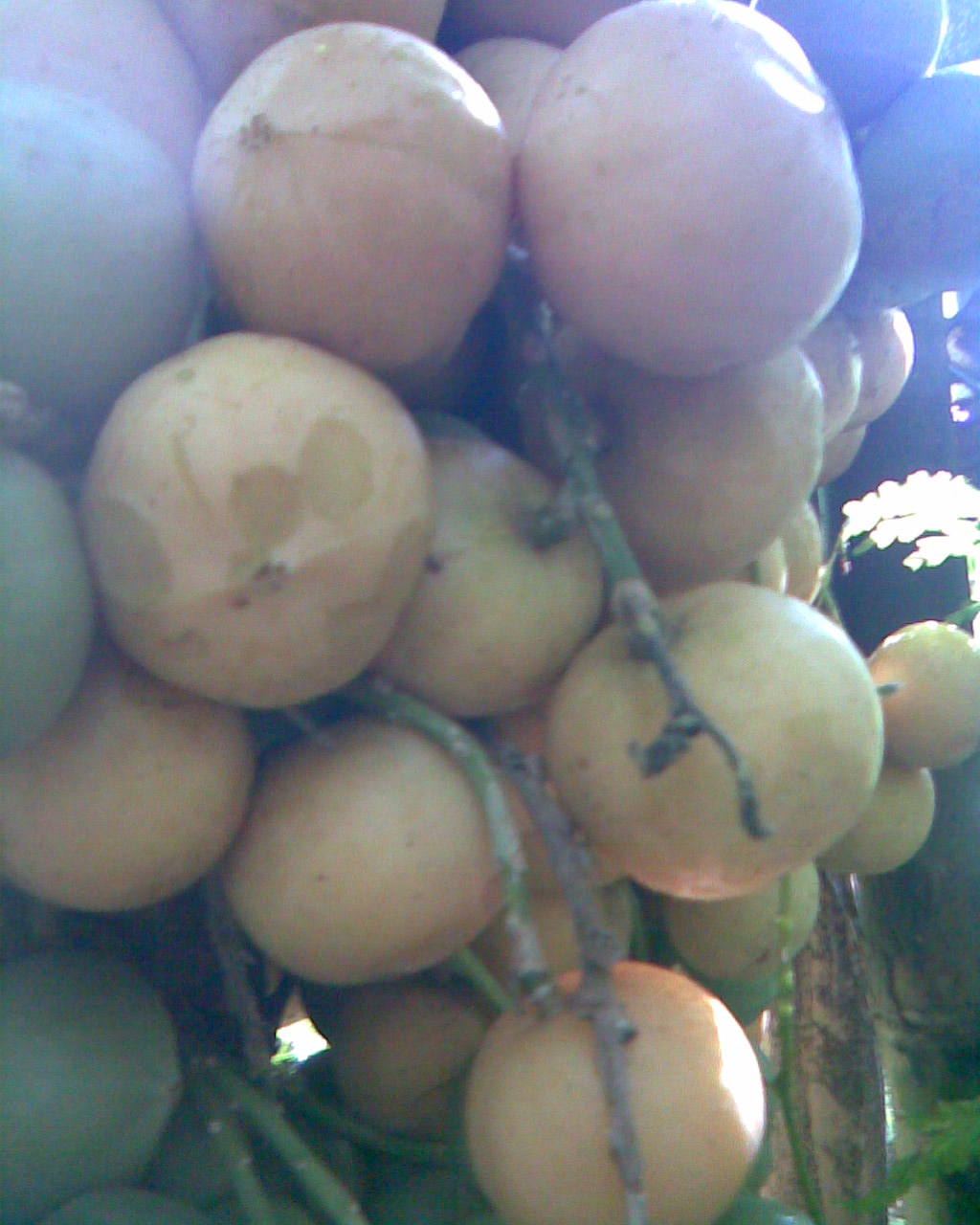 nas sekadau: buah apa ini