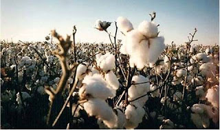 Pakistan: Major Crops of Pakistan