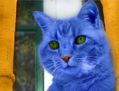 El Universo del Gato Azul: Gato Azul