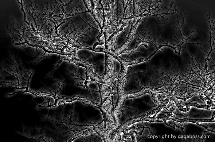 GagaBoss Studio: Magical tree - Abstract tree branch in HDR