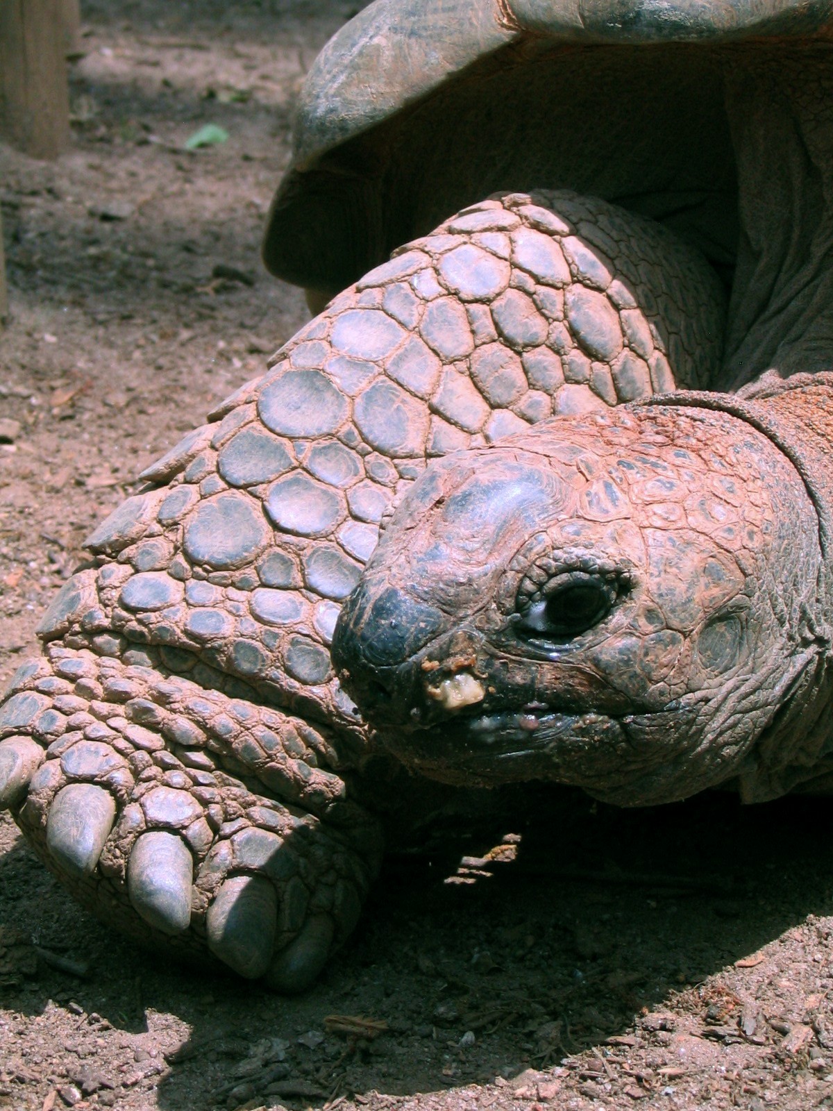 All in a day's work: 2011 is the Year of the Turtle