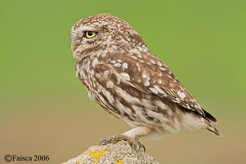 Blog da Ciência: Mocho-galego