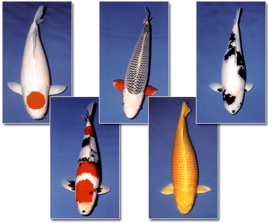 Blog da Ciência: Carpa koi