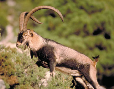 Blog da Ciência: Cabra Montês