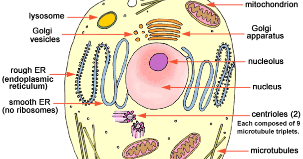 MyBiologyPal: Form 4 Chapter 2 - Cell structure & cell organisation ...