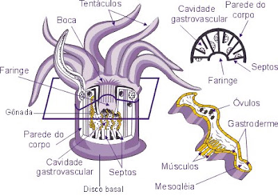 Antozoa