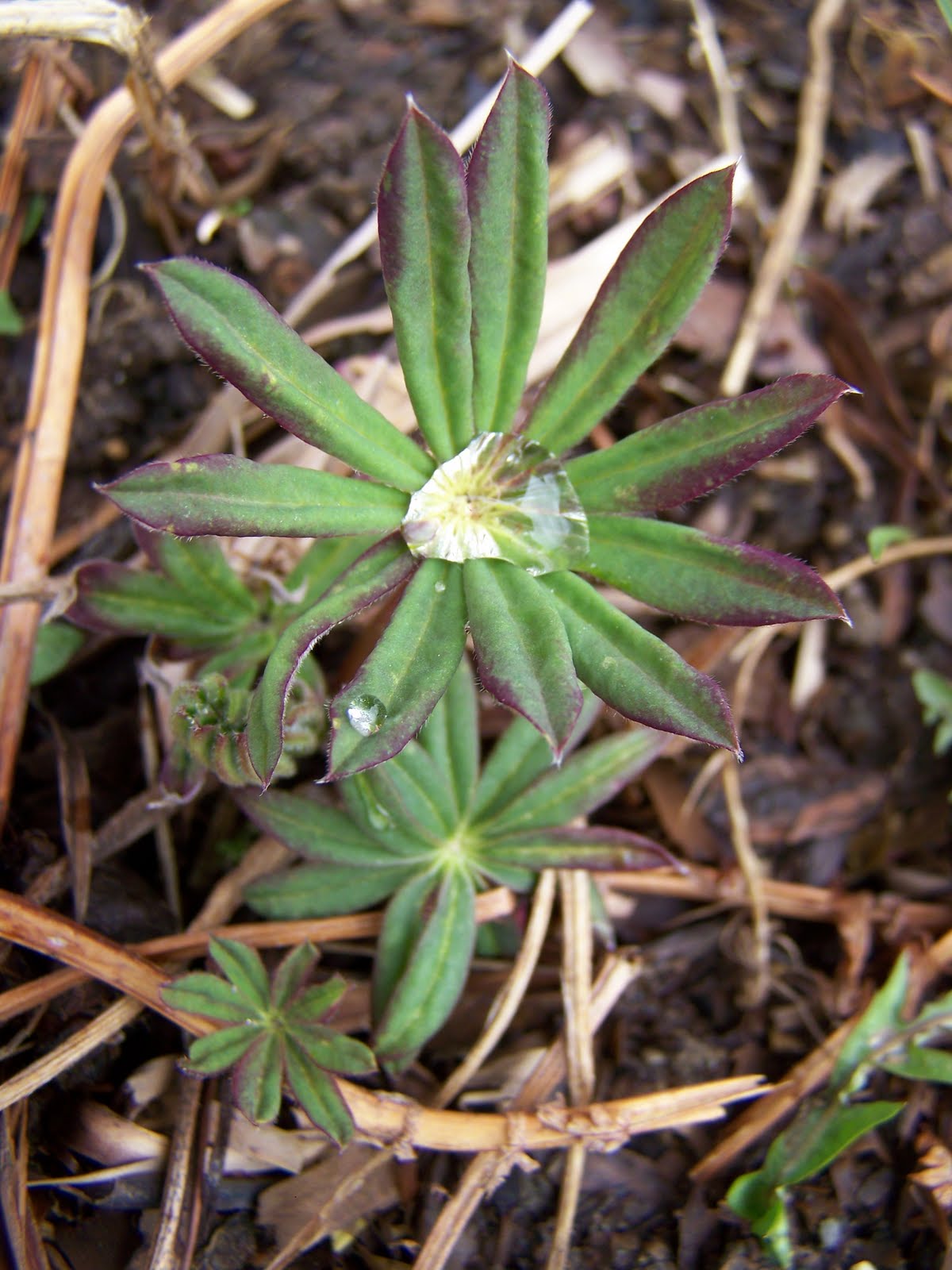 A Handmade Life: Happy May Day