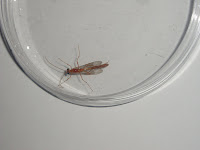 Life On An Oxfordshire Lawn: An Ichneumonoid Wasp Netelia testacea