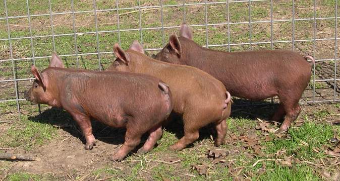 North Face Farm Blog: Red Pigs