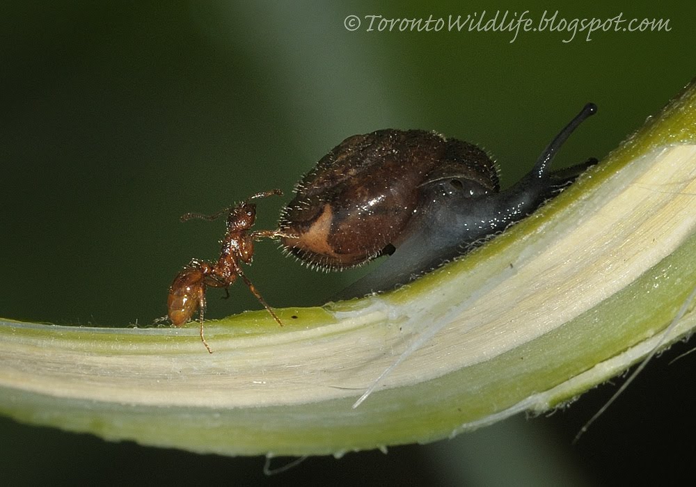 Toronto Wildlife: Ants Aren't Gentlemen