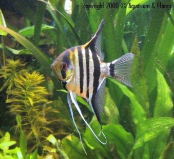 Le Scalaire (Pterophyllum scalare)
