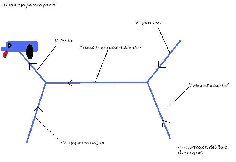 Anatomía Normal: Formación de la Vena Porta (Perrito porta)