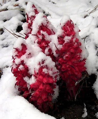 ellergy: THE AMAZING SNOW PLANT