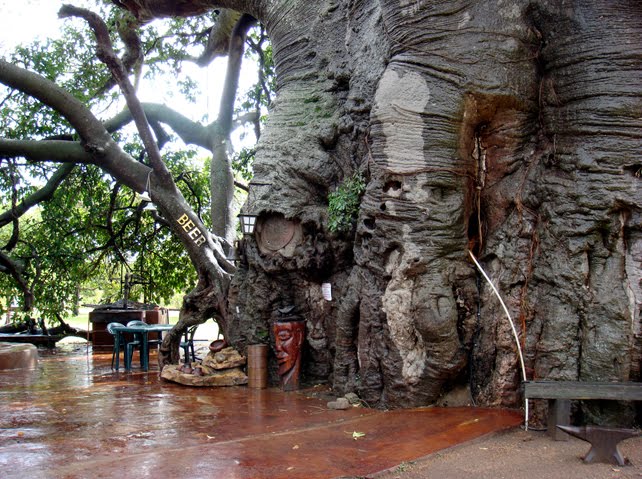 ellergy: THE WORLD'S ONLY 'TREE BAR'