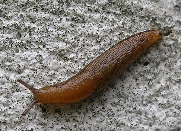 Life and other stuff: How to kill a slug. Method 1