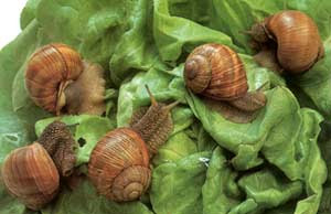 AFACEREA IDEALA: MELCI COMESTIBILI