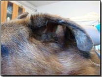 The Doglando Blog : Orlando Dog Grooming | Orlando Dog Training | Dog ...