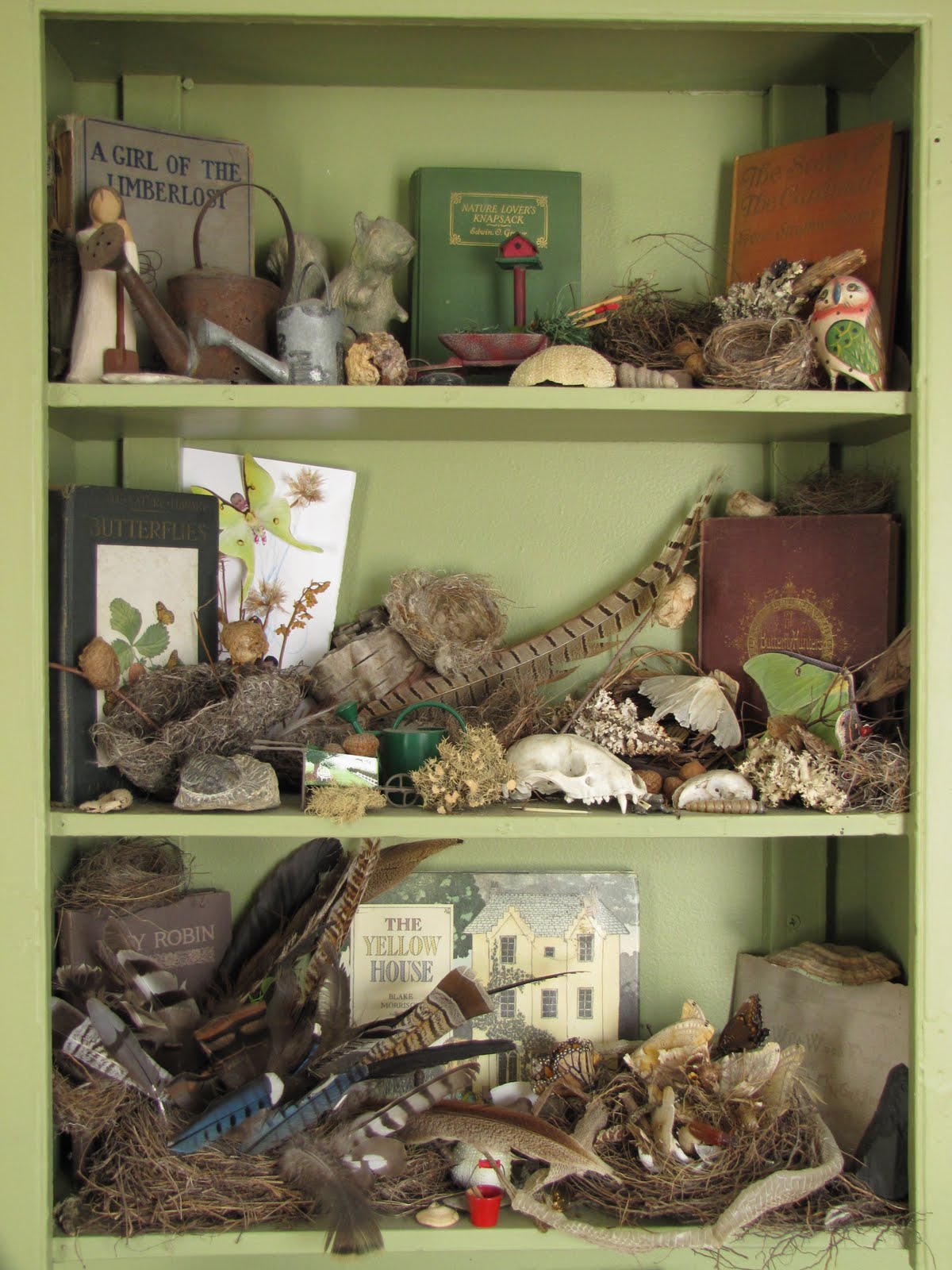 The Backyard Explorer: Nature Shelves