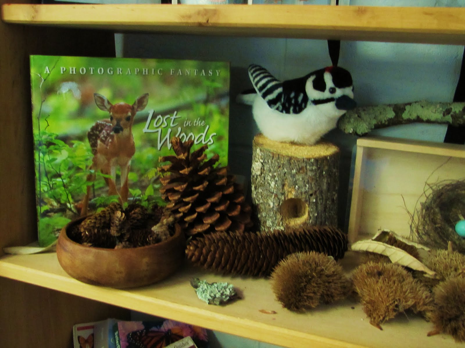 Ms. Mitchell's Kindergarten: Our Nature Shelf